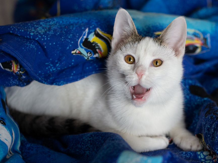 Ласковая котёнка