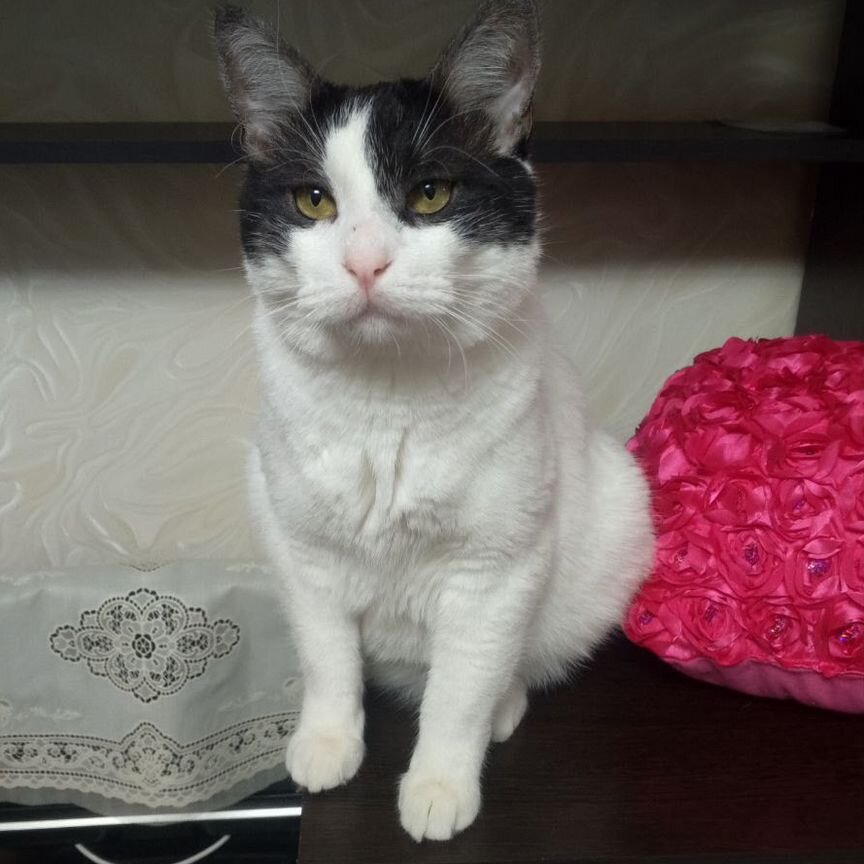 Взрослый кот в добрые руки