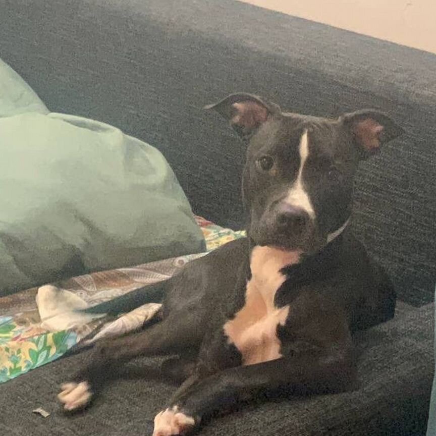 Американский стаффордширский терьер, щенок