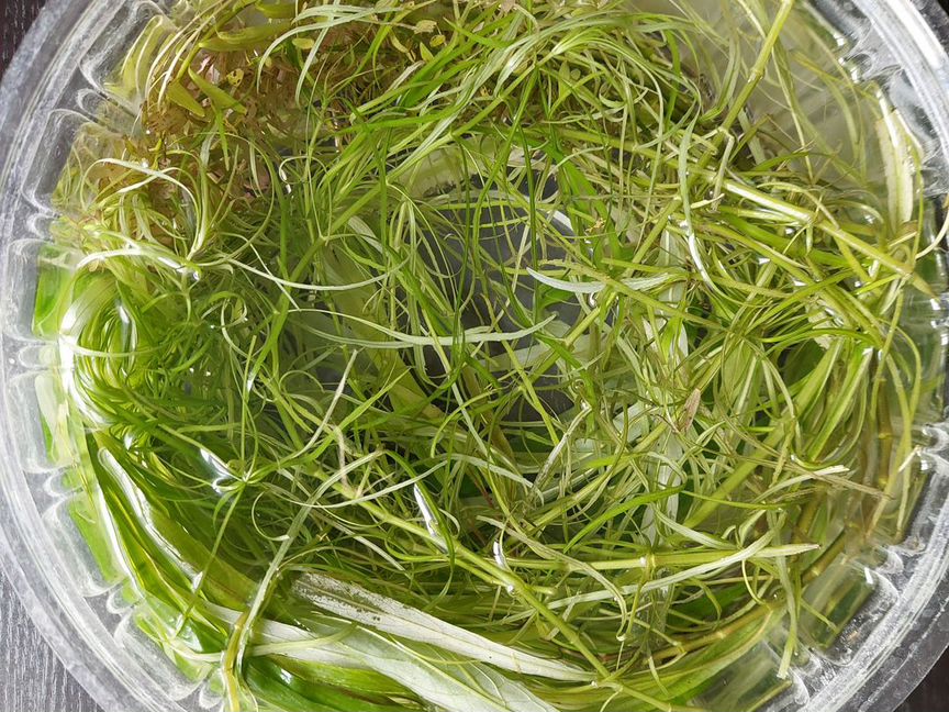 Аквариумная прополка