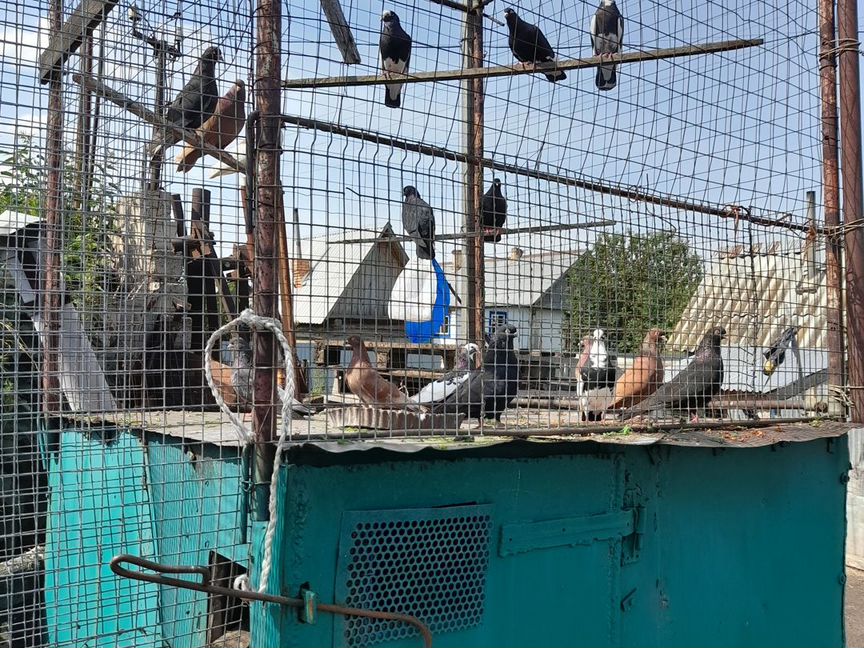 Голуби высоколётные