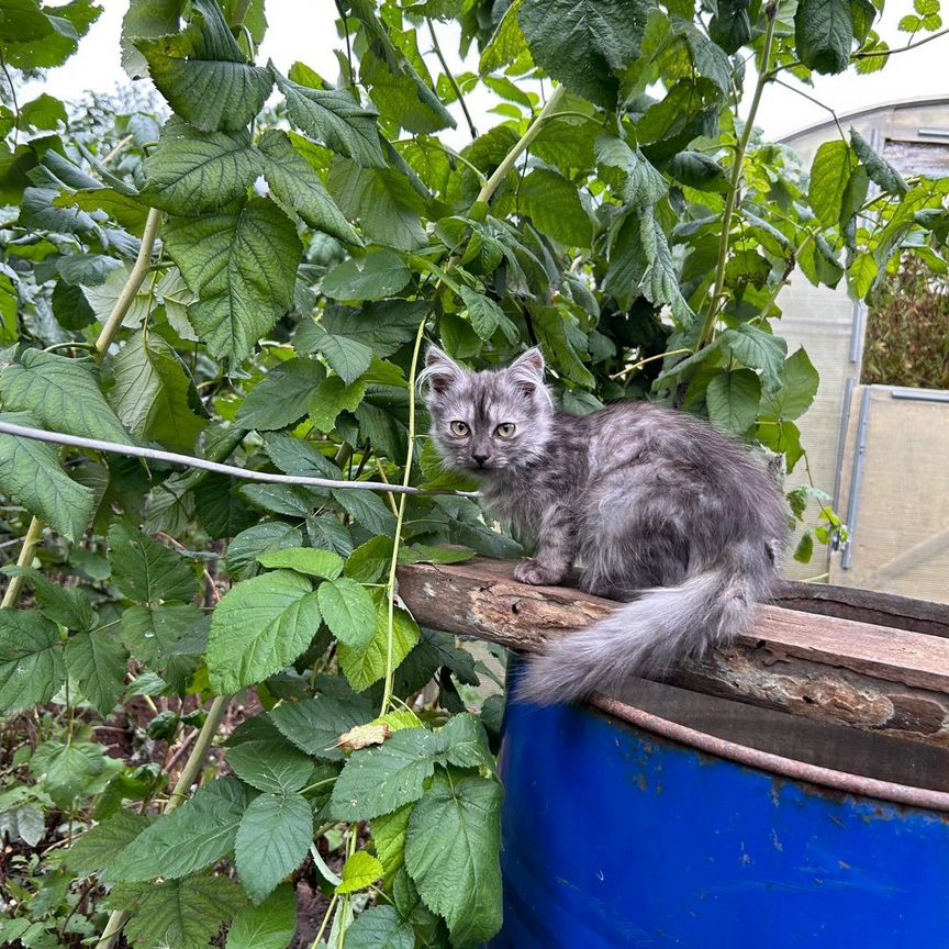 Котята ищут дом