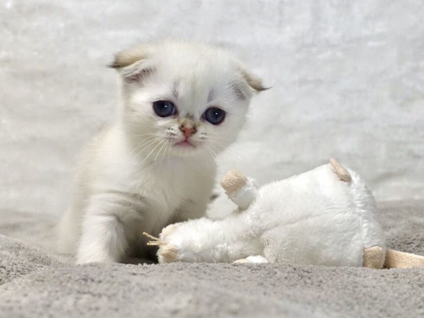 Шотландская вислоухая