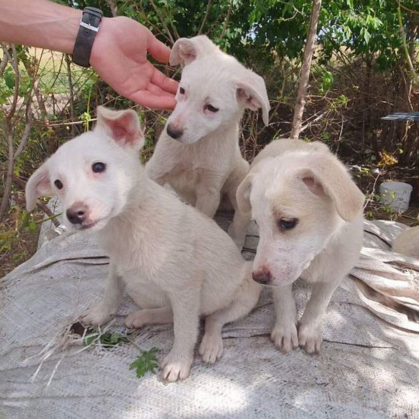 Щенки маленькие, ищут дом