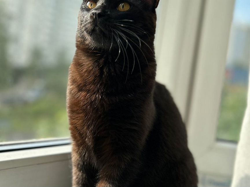 Котик Сёма