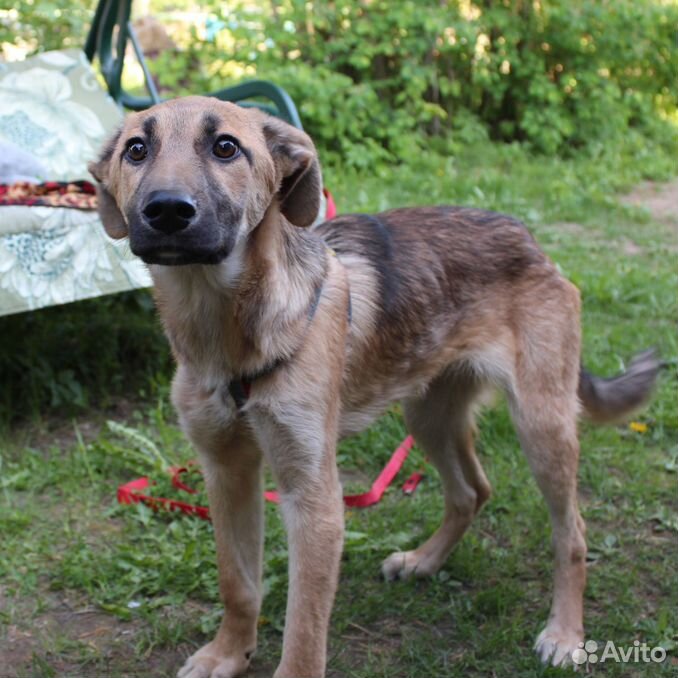 Щенок - Мальчик 5 м. в добрые руки