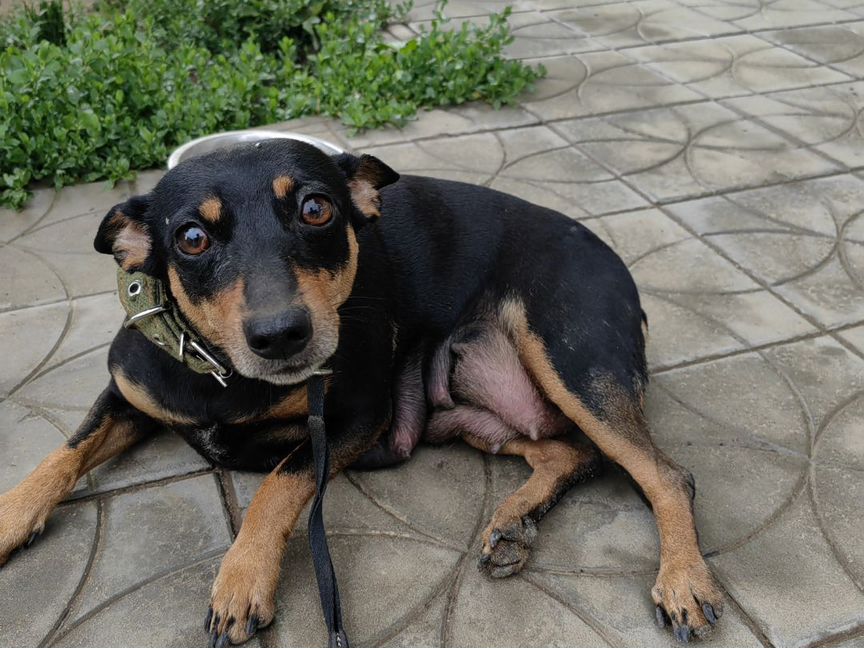 Карликовый пинчер