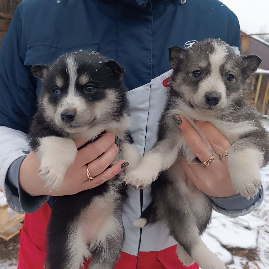 Западносибирская лайка, щенок