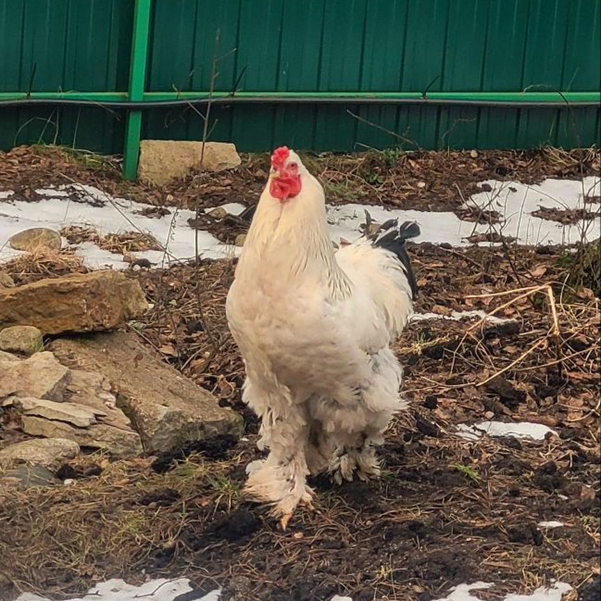 Петух породы брама