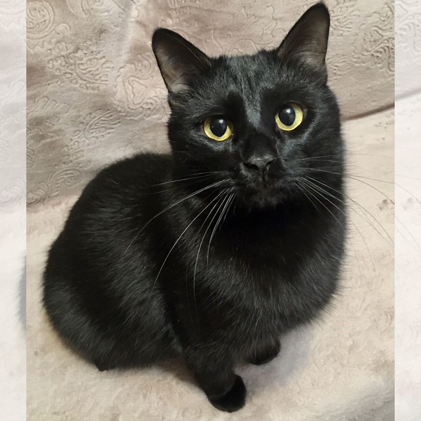 Котик Бусик в добрые ручки