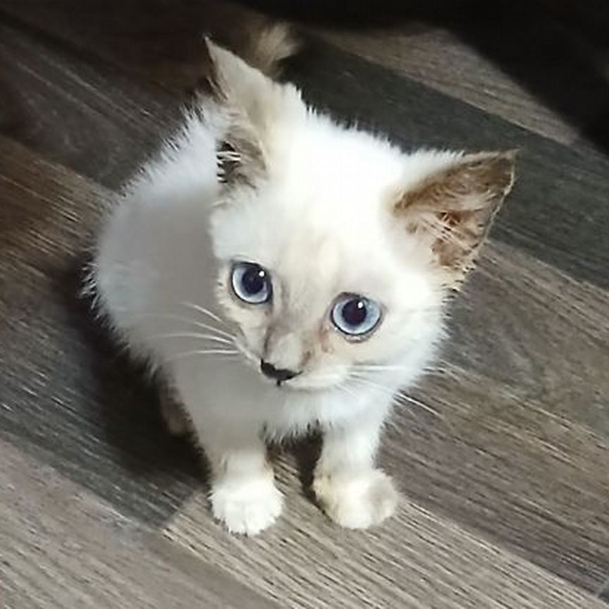 Котенок в хорошие руки