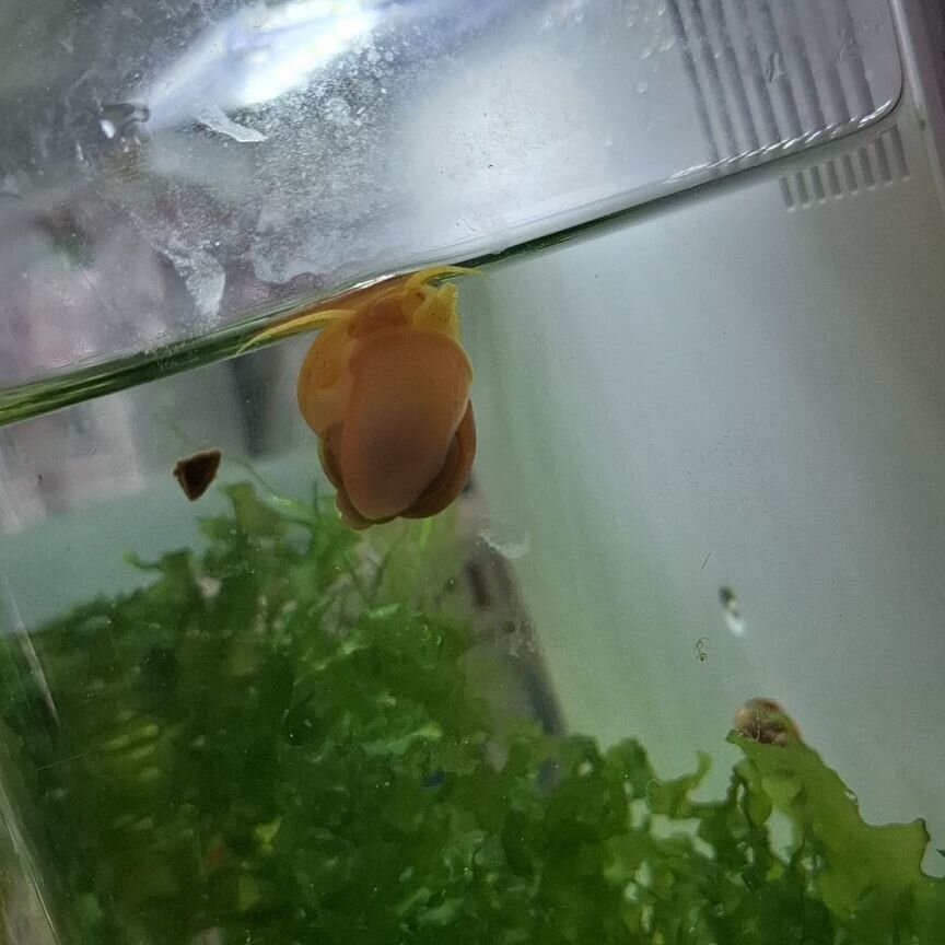 Улитки ампулярия