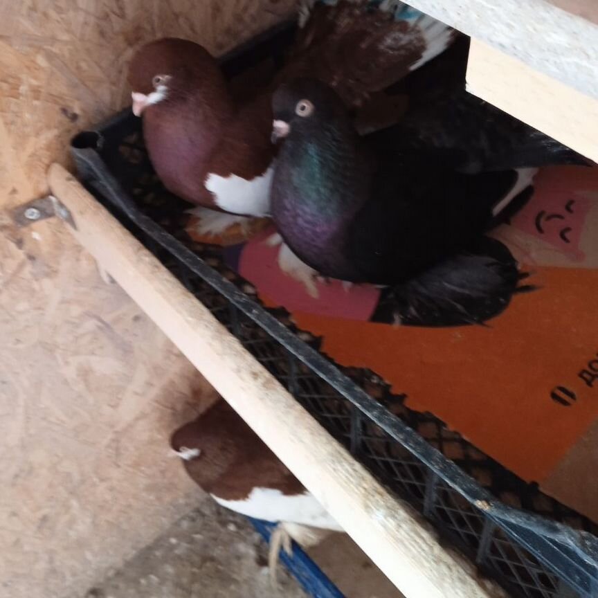 Продажа статных голубей