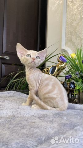 Полосатый милый малыш Девон