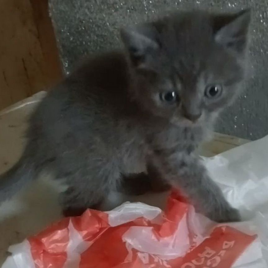 Котята