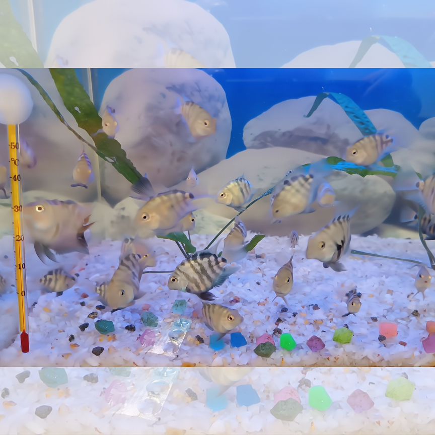 Рыбка сапфировый Попугай