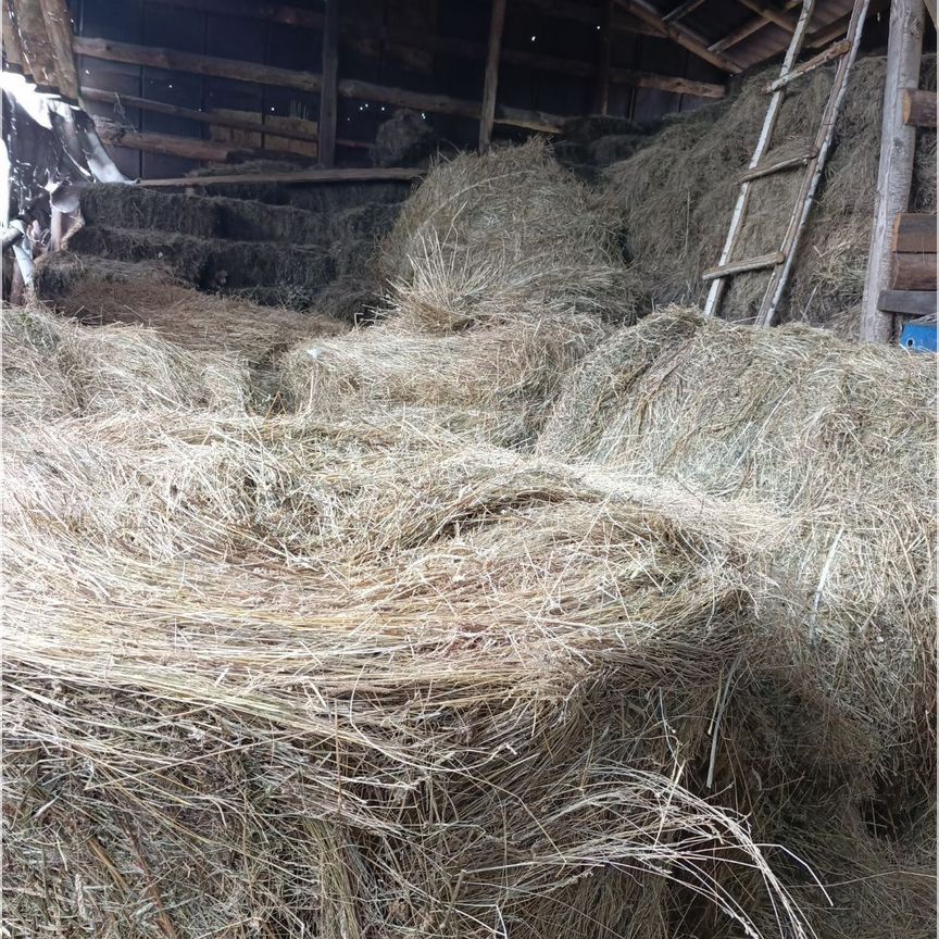 Продам сено в рулонах