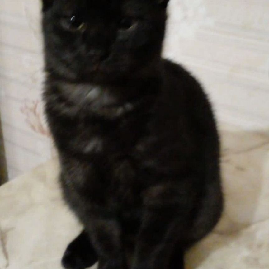 Котята, окрас чёрный дым 4 мес мальчики