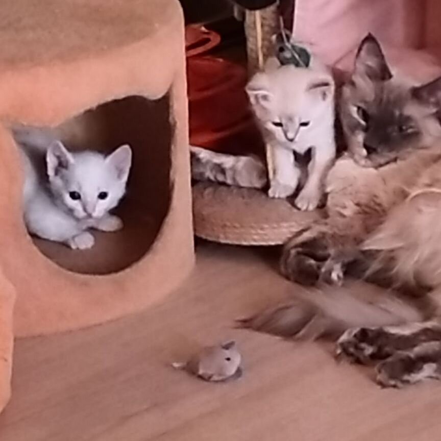 Невская маскарадная