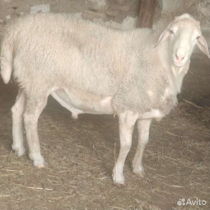 Овцы бараны
