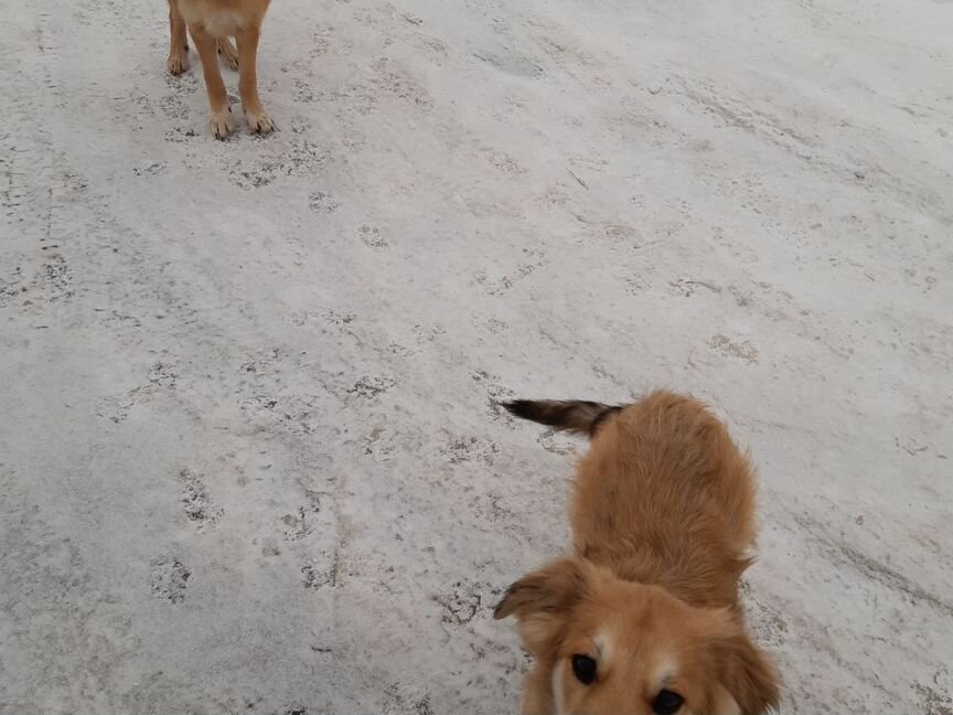 Помесь с ретривером