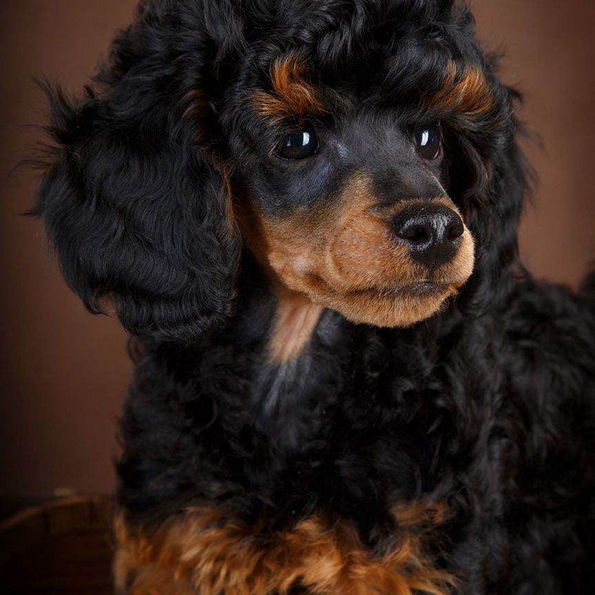 Щенки карликового пуделя