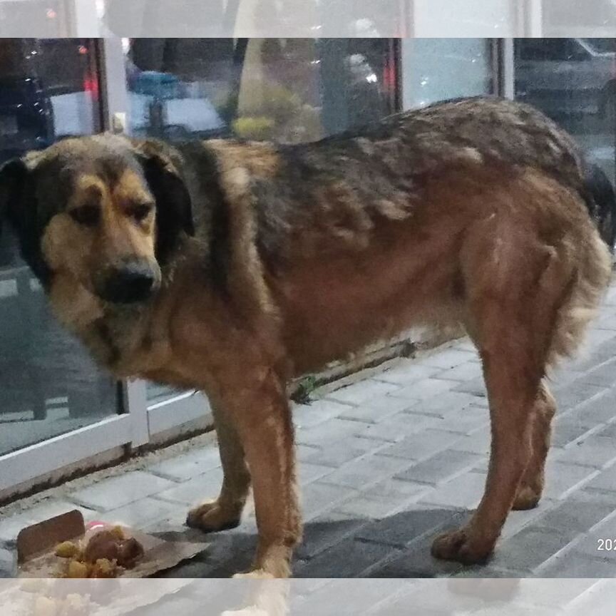 Собака найденыш