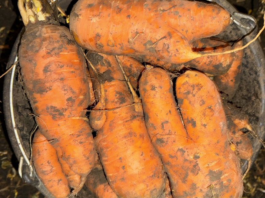 Морковь на корм животным