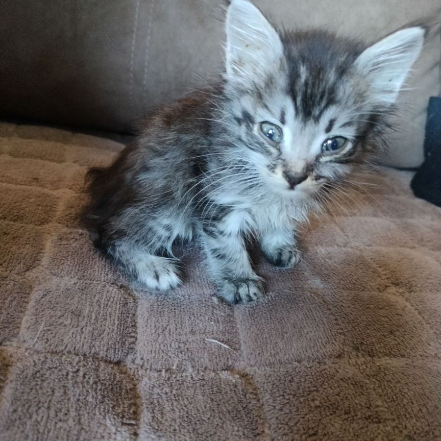 Котёнок Девочка 3 мес