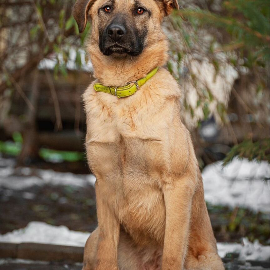 Собака в добрые руки