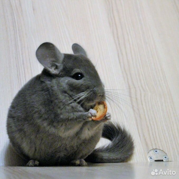 Шиншилла Фиолетовый Эбони средний мальчик