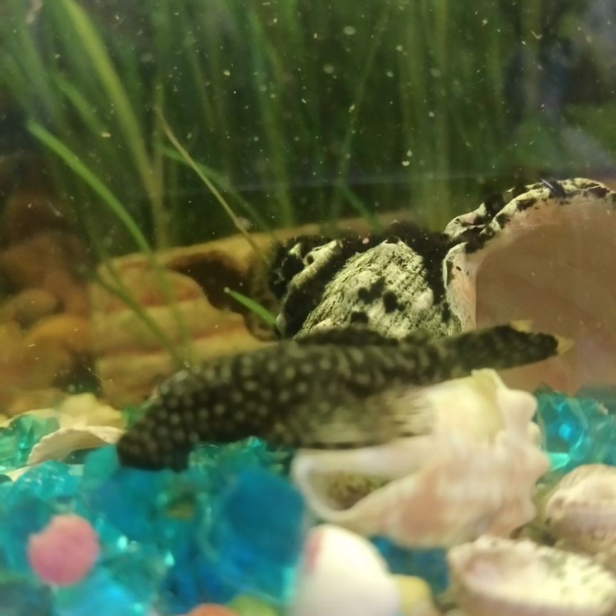 Анциструс рыбки