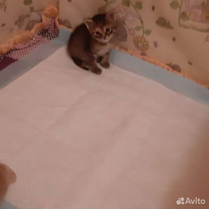 Прекрасные котодетки