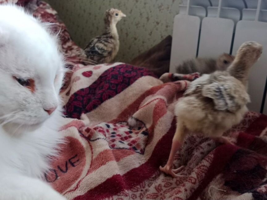 Индюшата
