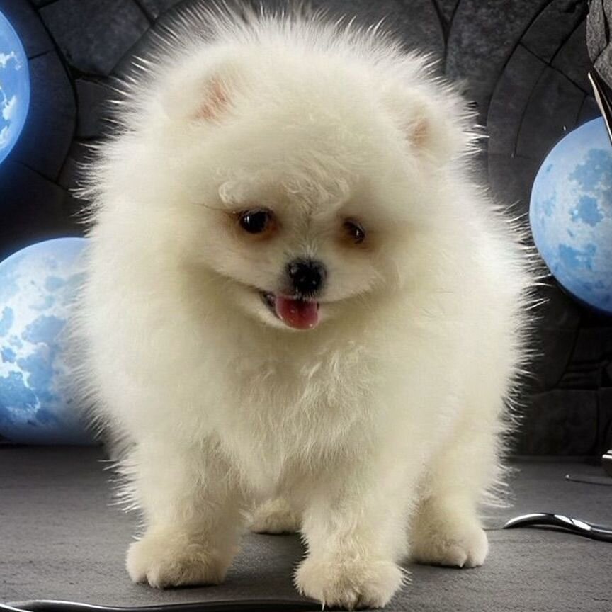 Померанский шпиц, щенок