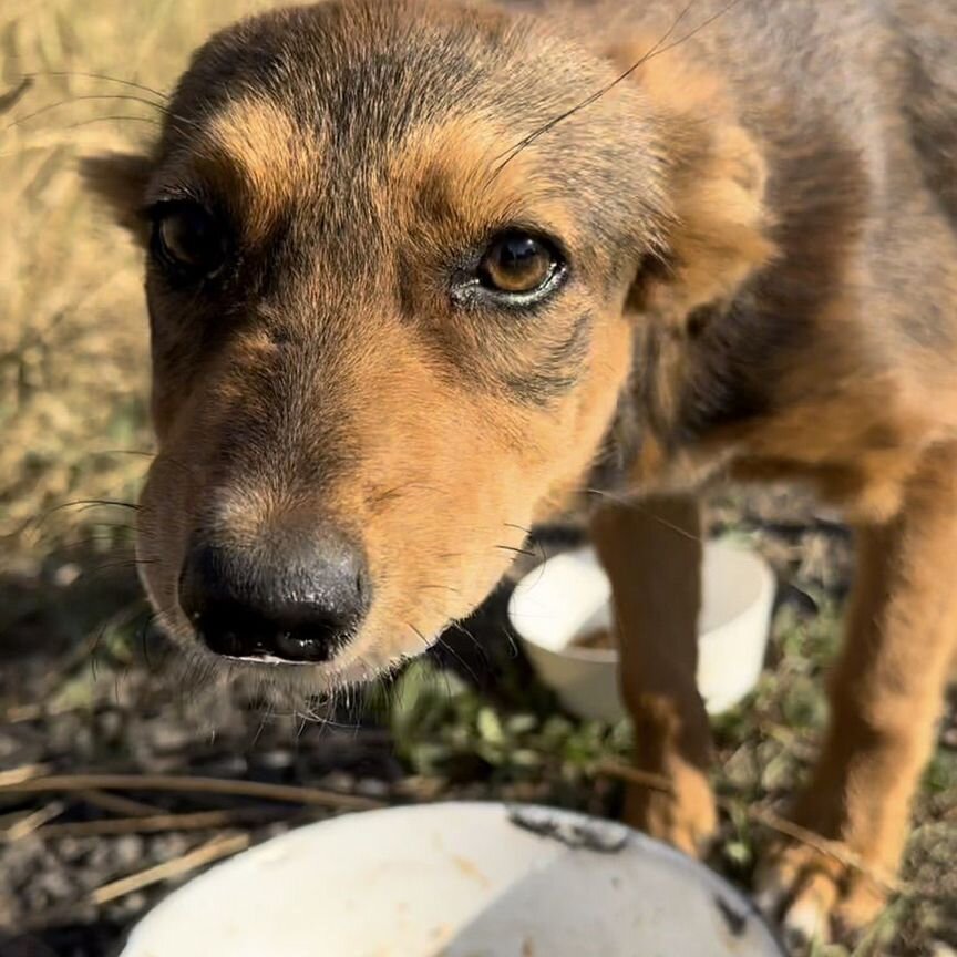 Молодая собачка в дрбрые руки