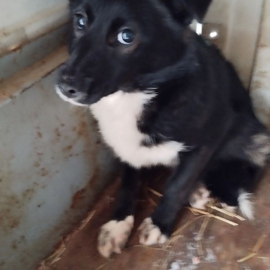 Самые грустные глаза