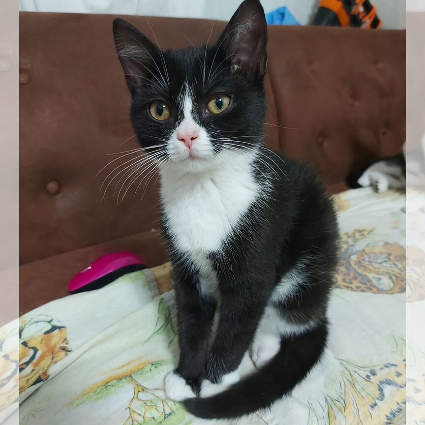 Котёнок в добрые руки