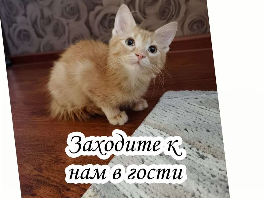 Возьми себе друга в семью