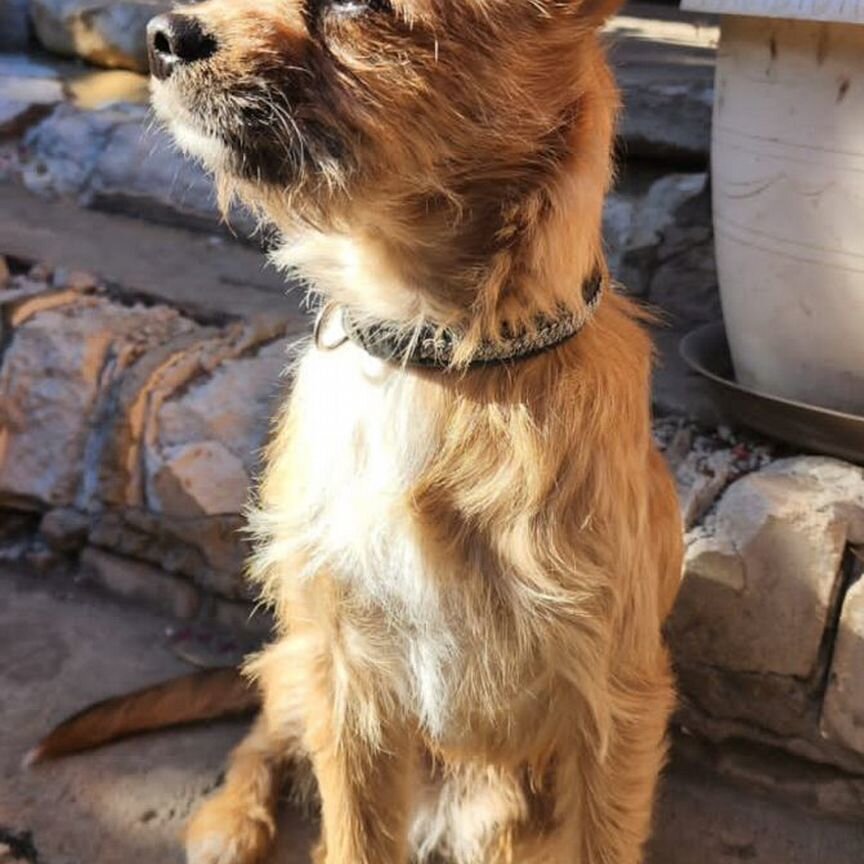 Собака в добрые руки отдам бесплатно