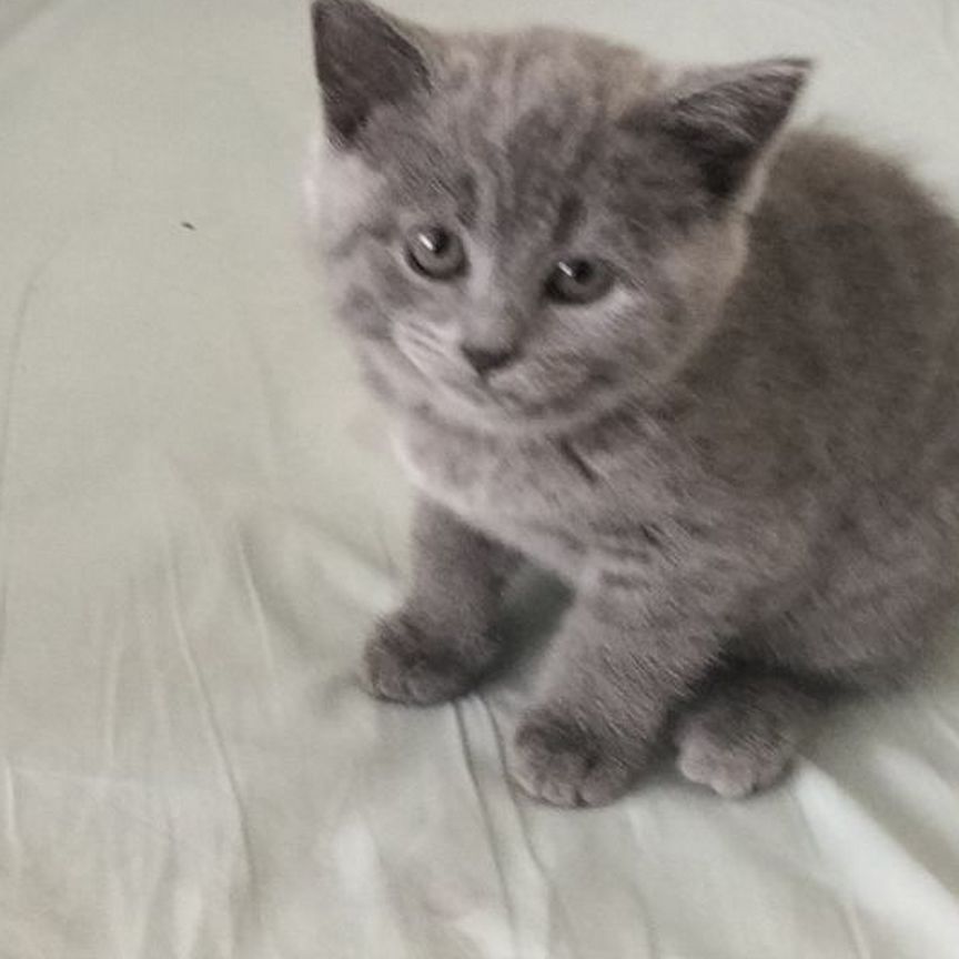 Британский короткошёрстный котёнок