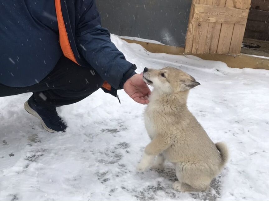 Западно сибирская лайка