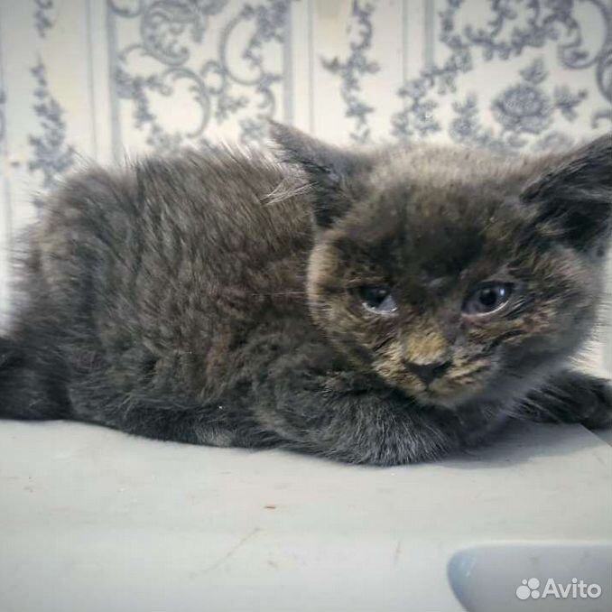 Котеночек ищет себе Семью