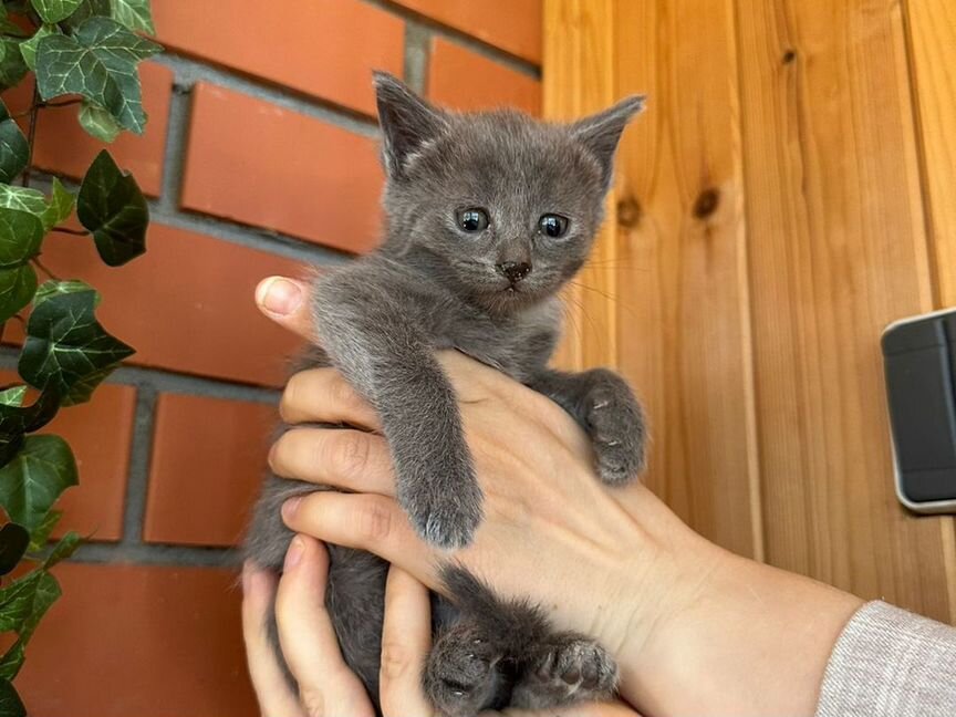 Котята 1.5 месяца