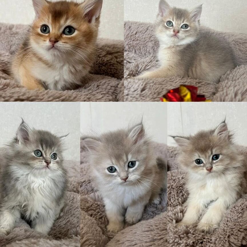Британские котята золотая шиншилла