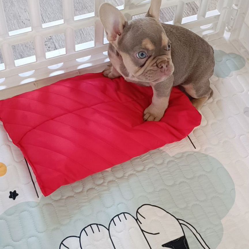 Французский бульдог, щенок