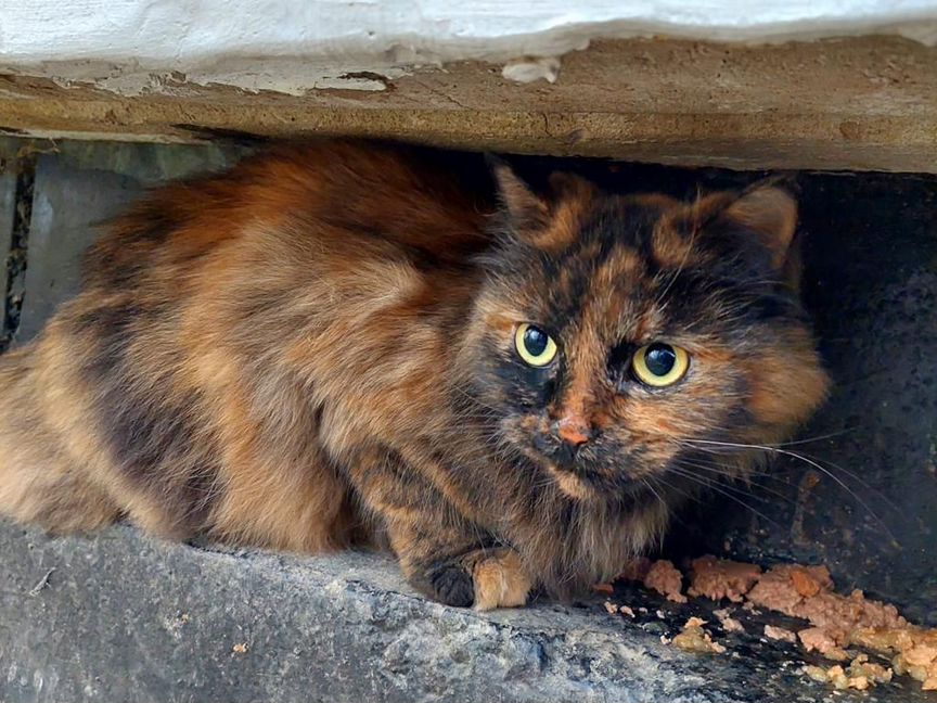 Черепаховая домашняя кошечка в подвале