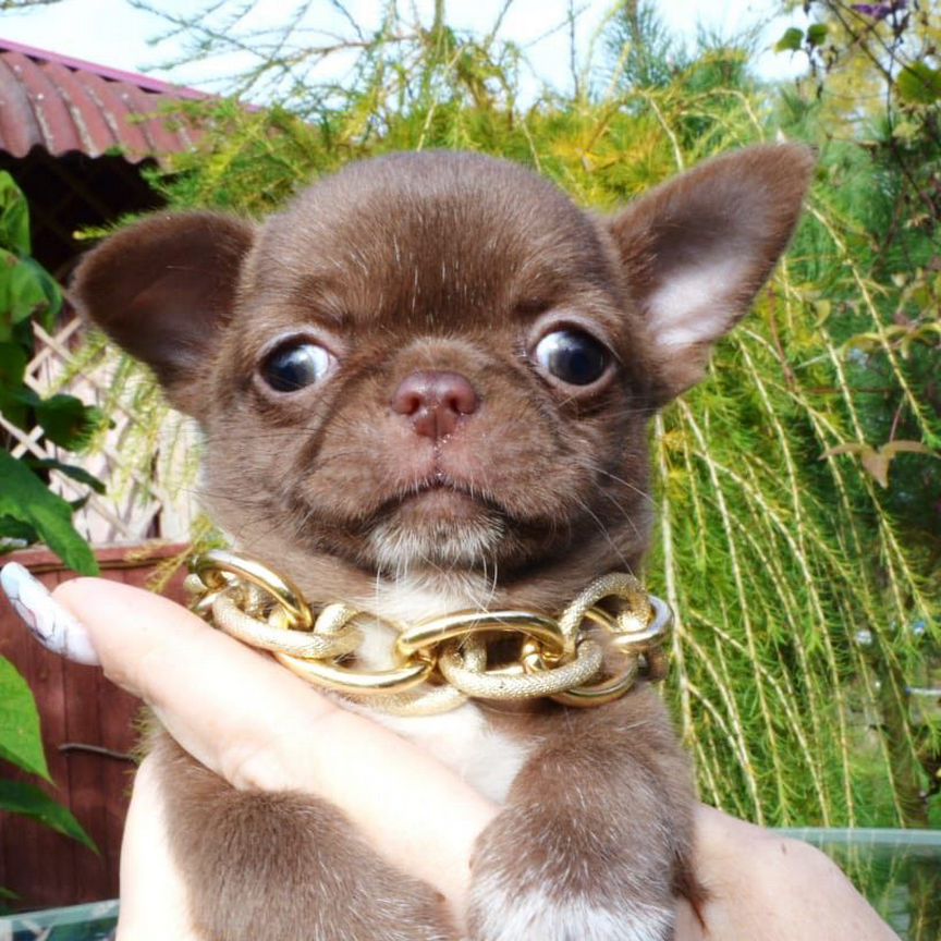 Чихуахуа сладкий шоколад