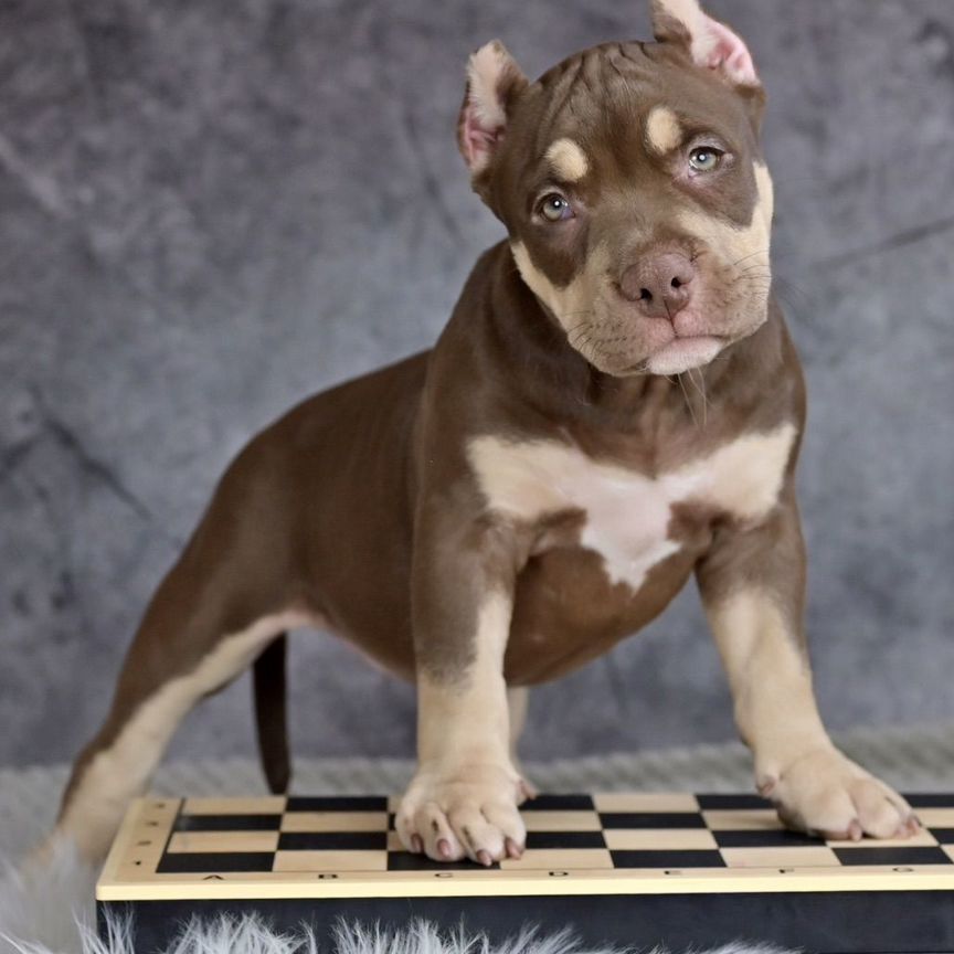 Американский булли, щенок