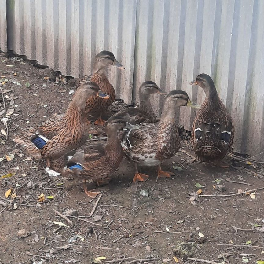 Подсадные утки